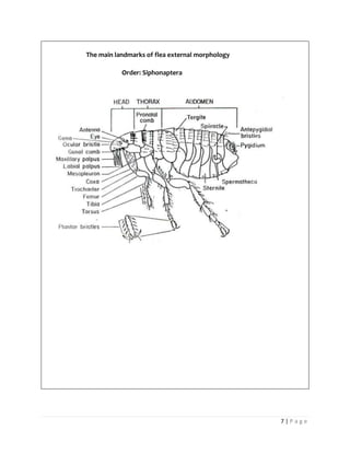 Identification of insects | DOCX