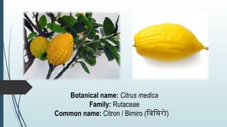 Identification of major, indigenous and underexploited fruits of Nepal ...