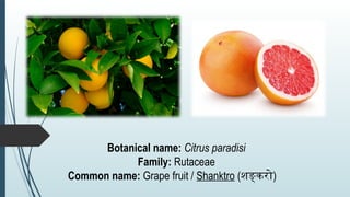Identification of major, indigenous and underexploited fruits of Nepal ...