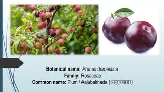 Identification of major, indigenous and underexploited fruits of Nepal ...