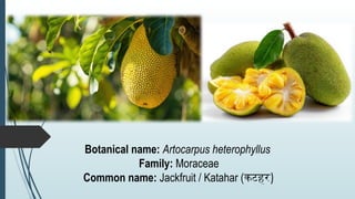 Identification of major, indigenous and underexploited fruits of Nepal ...