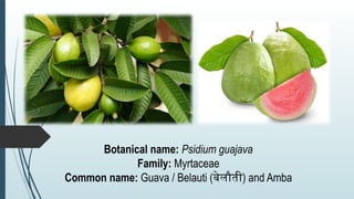 Identification of major, indigenous and underexploited fruits of Nepal ...