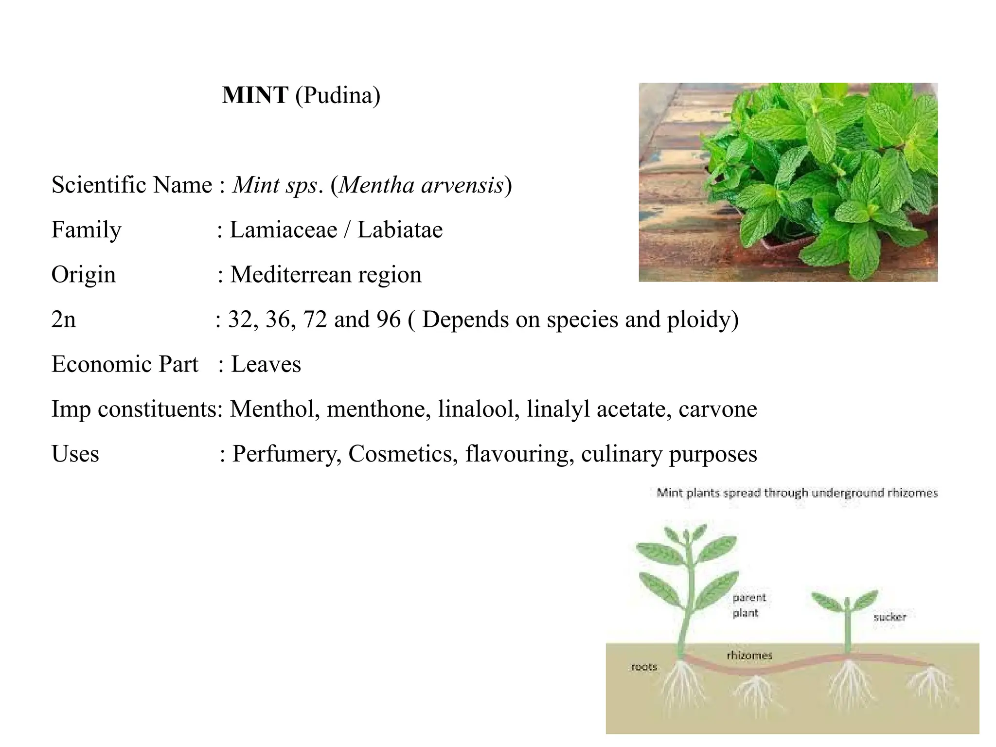Identification of MAP (P) Hort 223.pptx a | PPTX