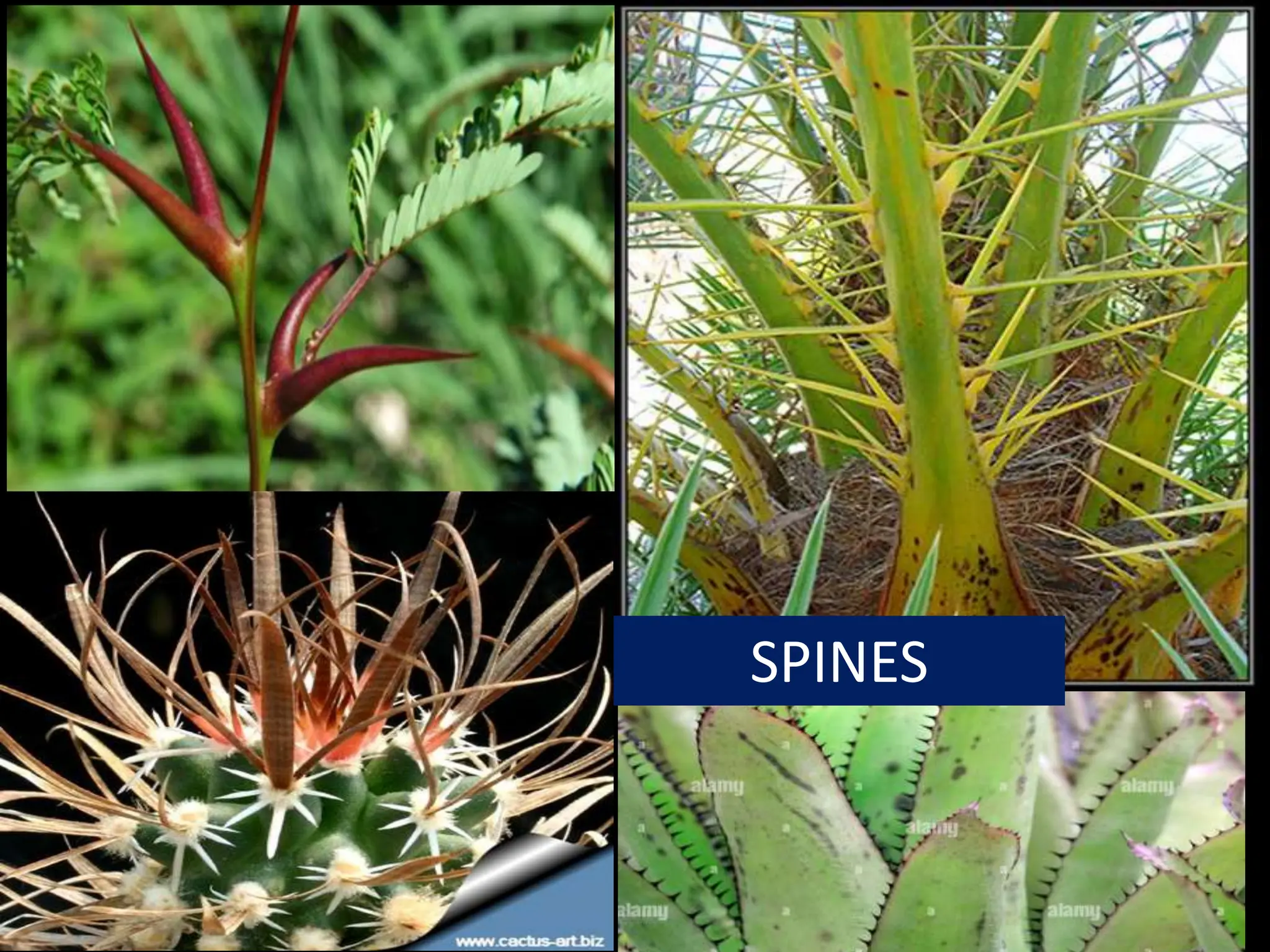 Identification of Medicinal Plants-KUB.ppt