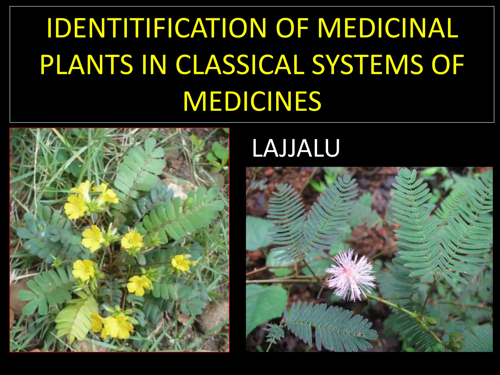 Identification of Medicinal Plants-KUB.ppt