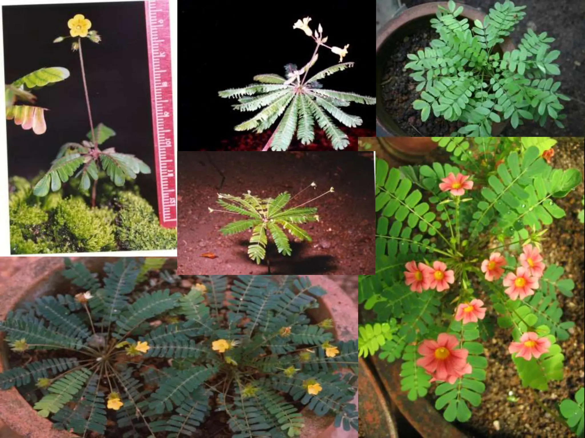 Identification of Medicinal Plants-KUB.ppt