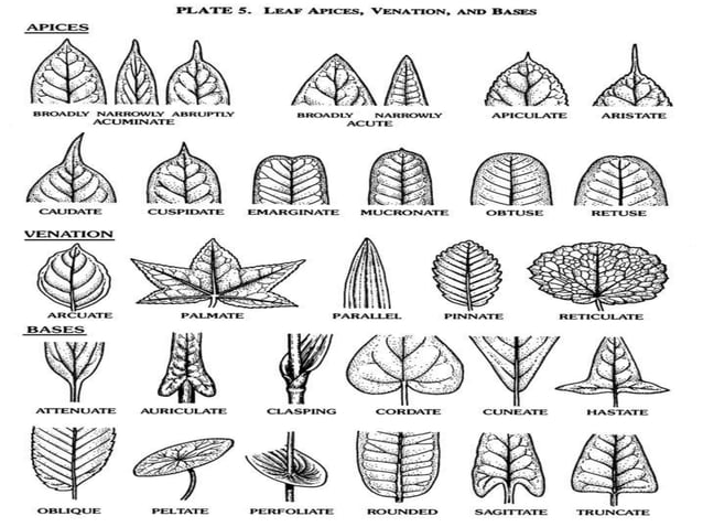 Identification of Medicinal Plants-KUB.ppt