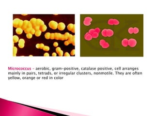 Identification of microbes | PPTX