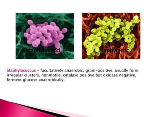 Identification of microbes | PPTX