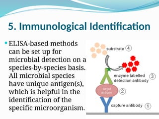IDENTIFICATION OF MICROORGANISMS (Methods for identifying microbes).pptx
