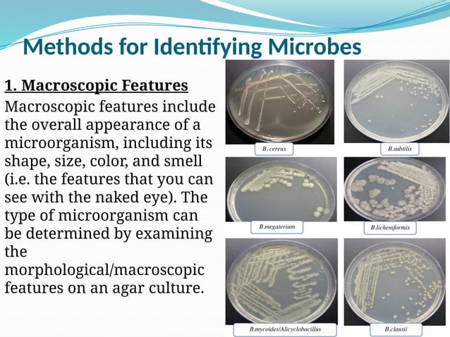 IDENTIFICATION OF MICROORGANISMS (Methods for identifying microbes).pptx