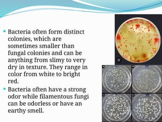 IDENTIFICATION OF MICROORGANISMS (Methods for identifying microbes).pptx