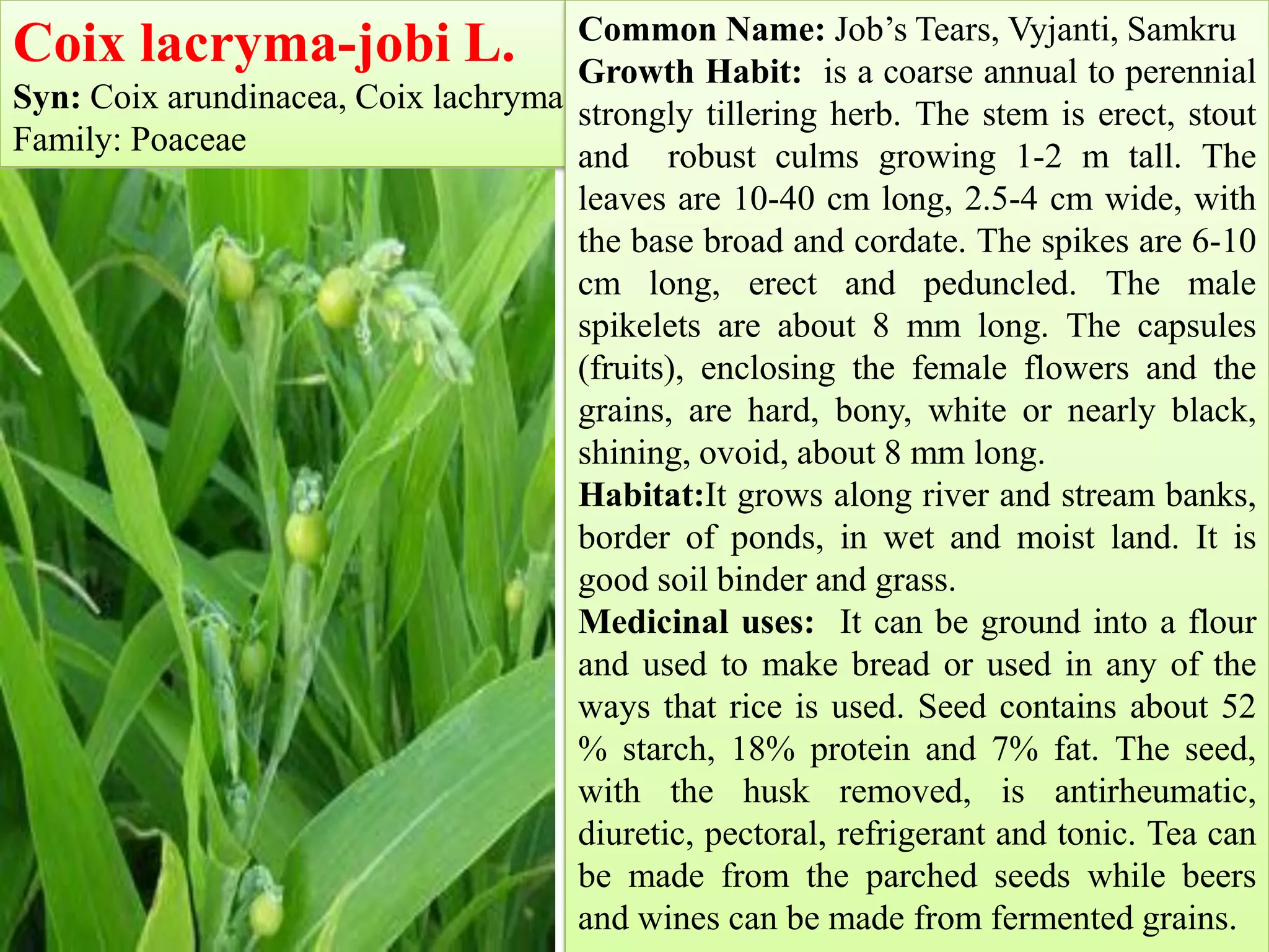 Identification of monocot weeds pdf | PDF