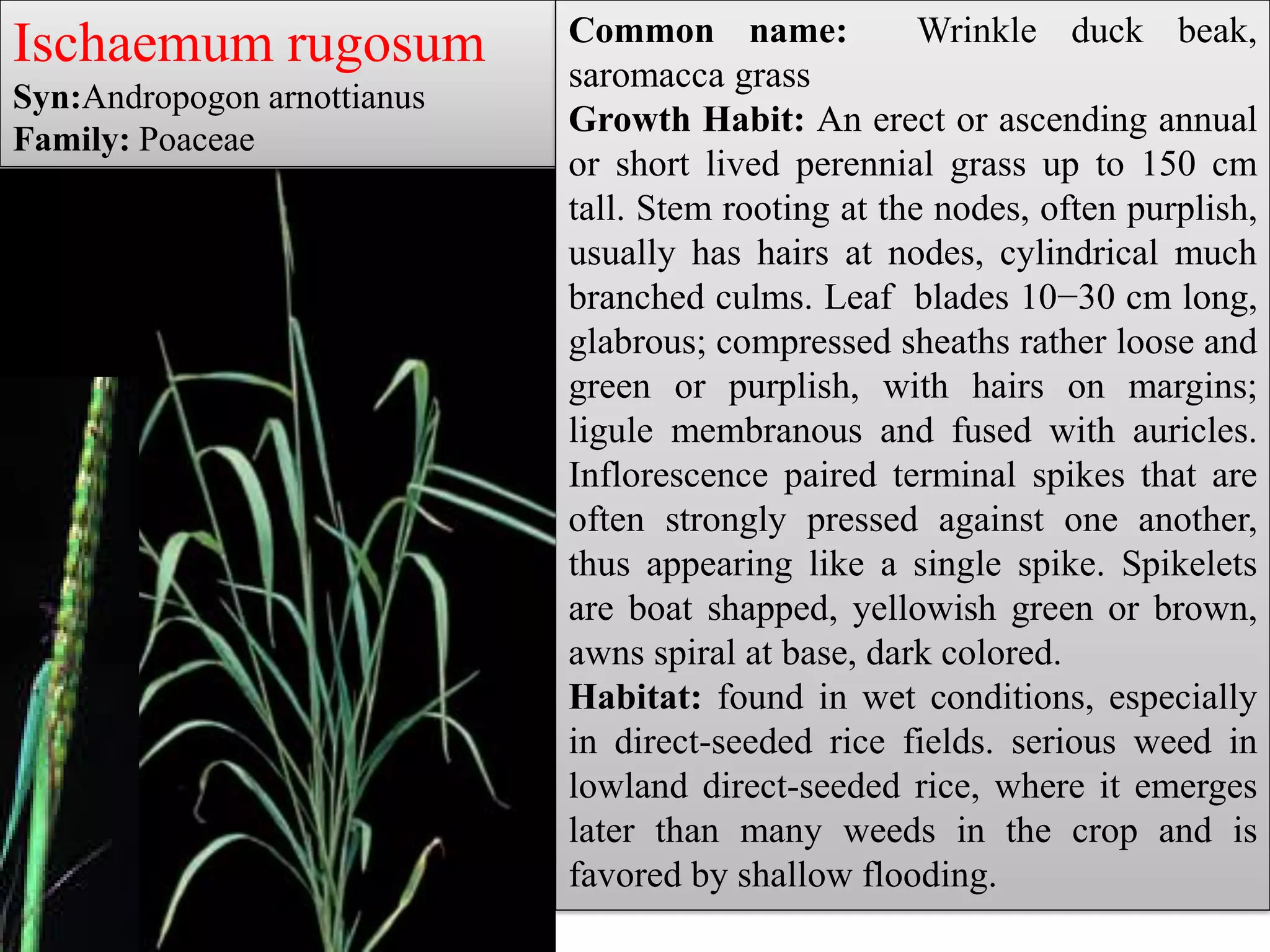 Identification of monocot weeds pdf | PDF