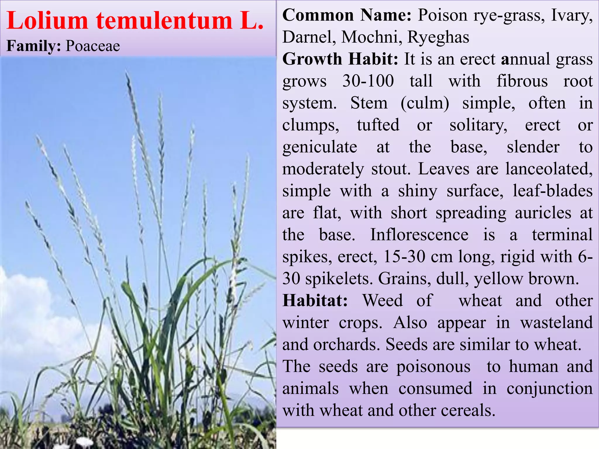 Identification of monocot weeds pdf | PDF