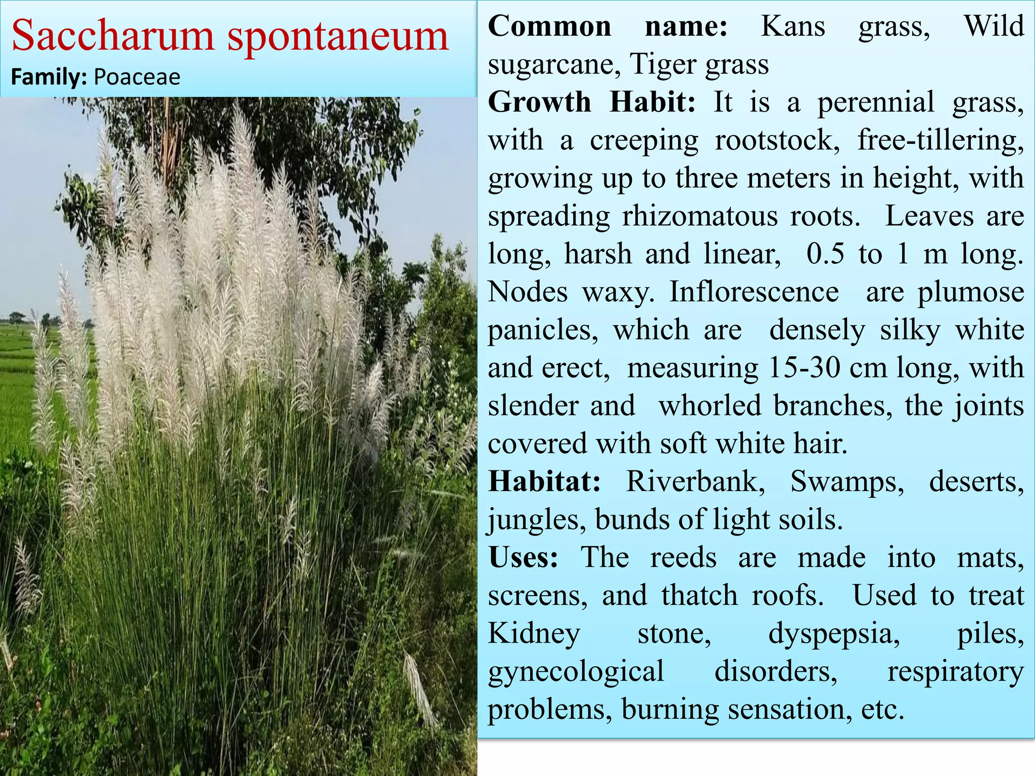 Identification of monocot weeds pdf | PDF