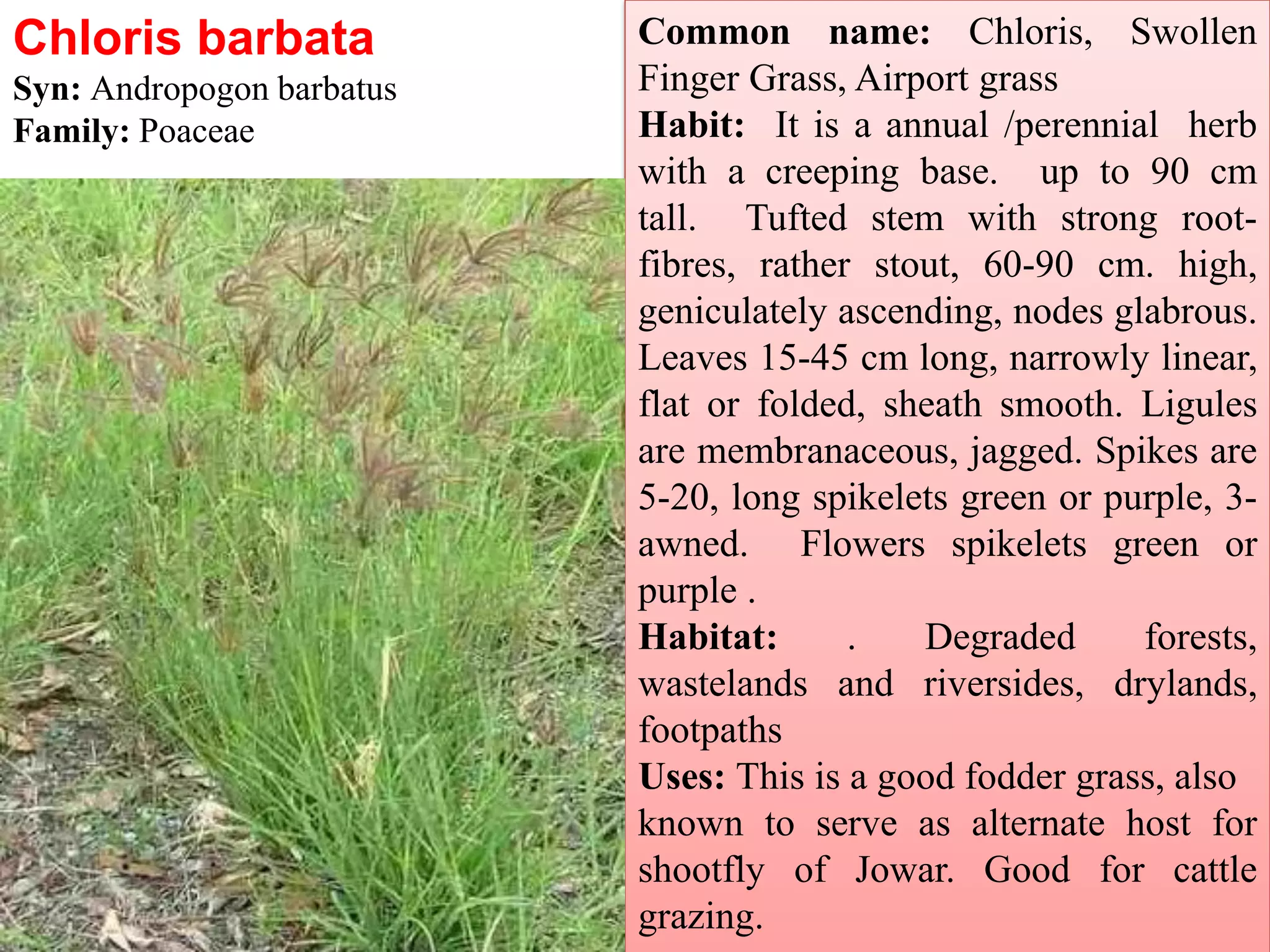 Identification of monocot weeds pdf | PDF