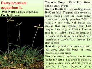 Identification of monocot weeds pdf | PDF