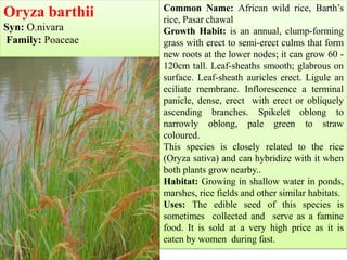 Identification of monocot weeds pdf | PDF