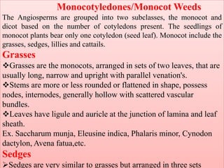 Monocot Plants List