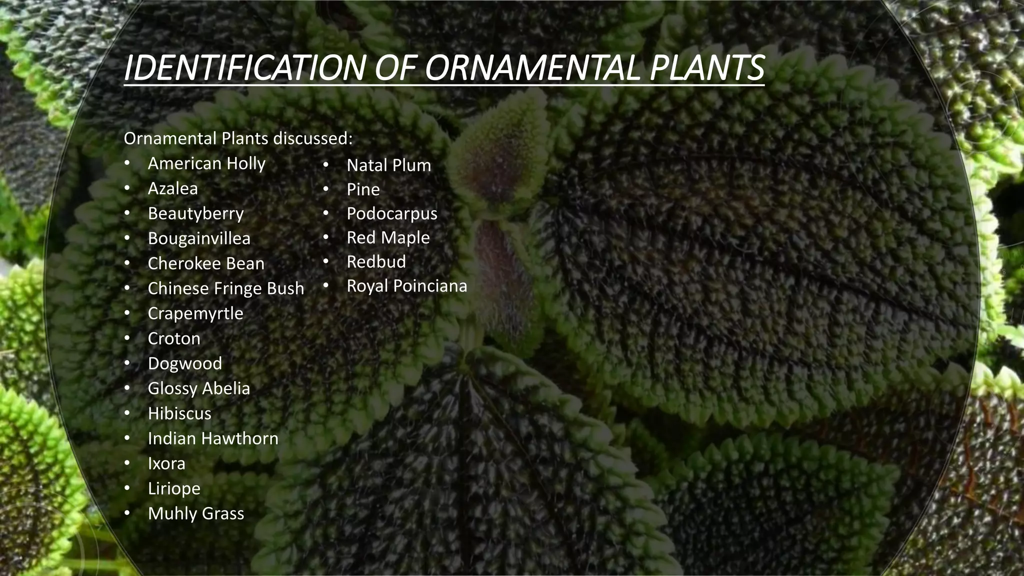 Identification of Ornamental plants. | PPTX