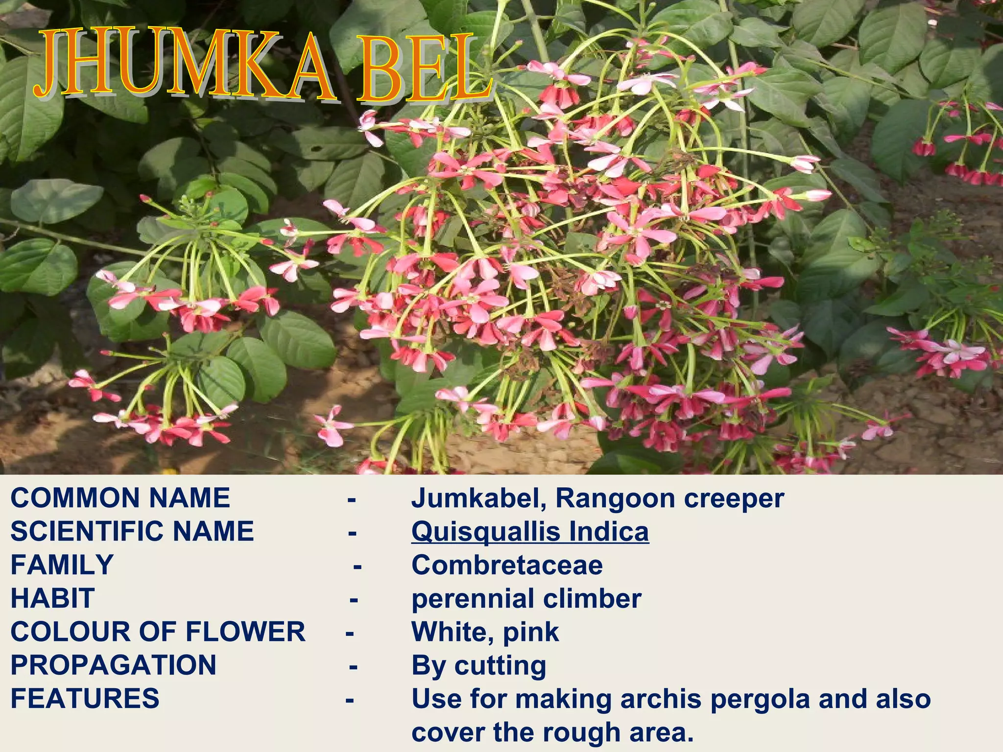 Identification of ornamentals | PPT