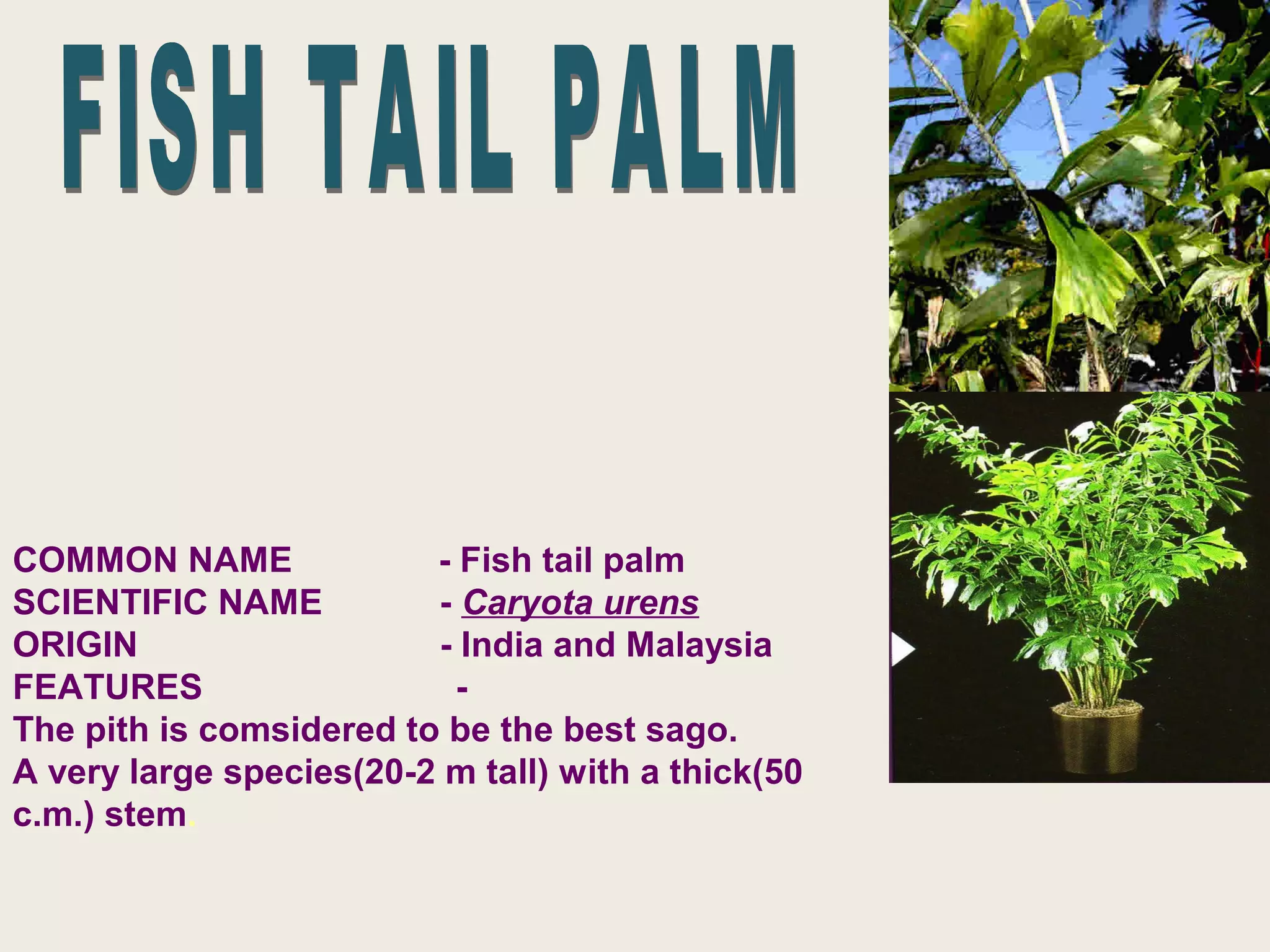 Identification of ornamentals | PPT