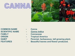 Ornamental Plants Pictures With Names