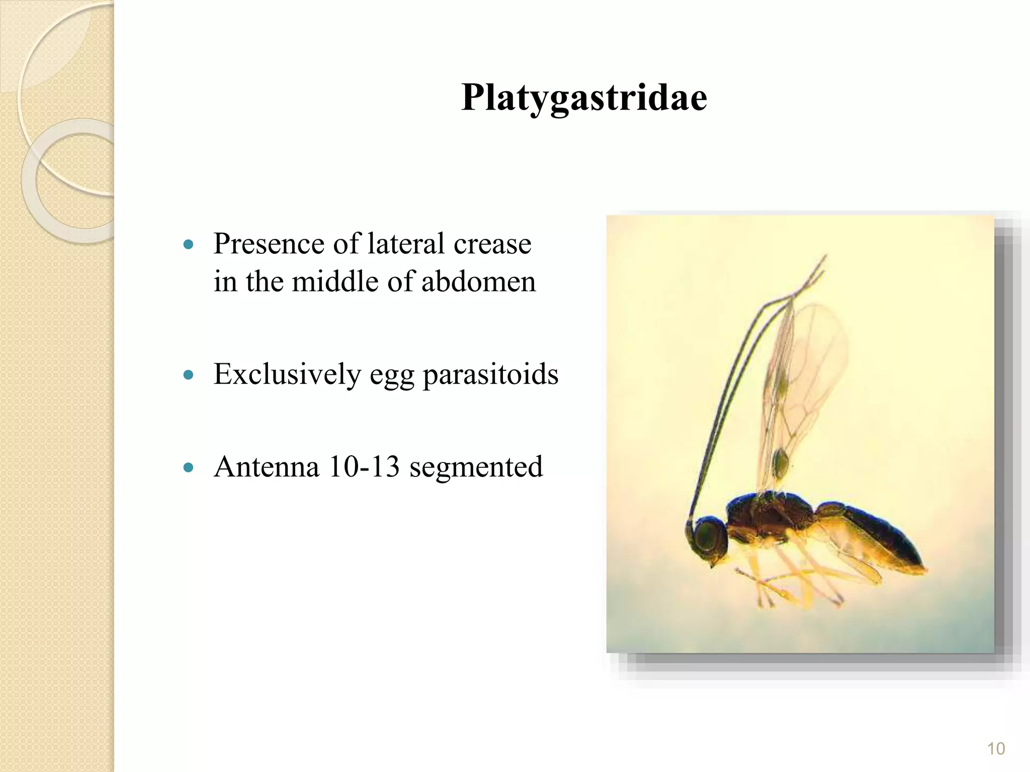 Identification of parasitoids ppt- ENTOMOLOGY | PPTX