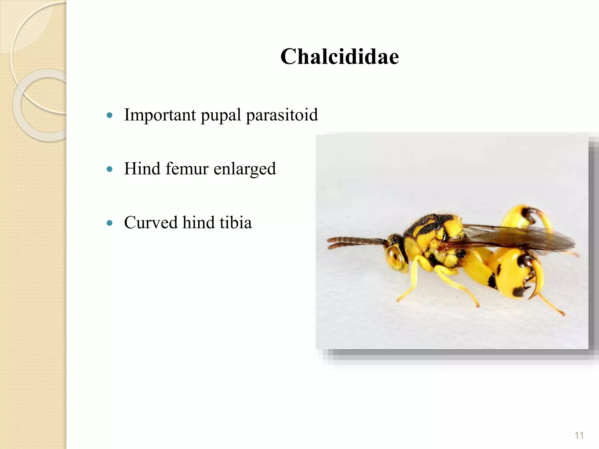 Identification of parasitoids ppt- ENTOMOLOGY | PPTX