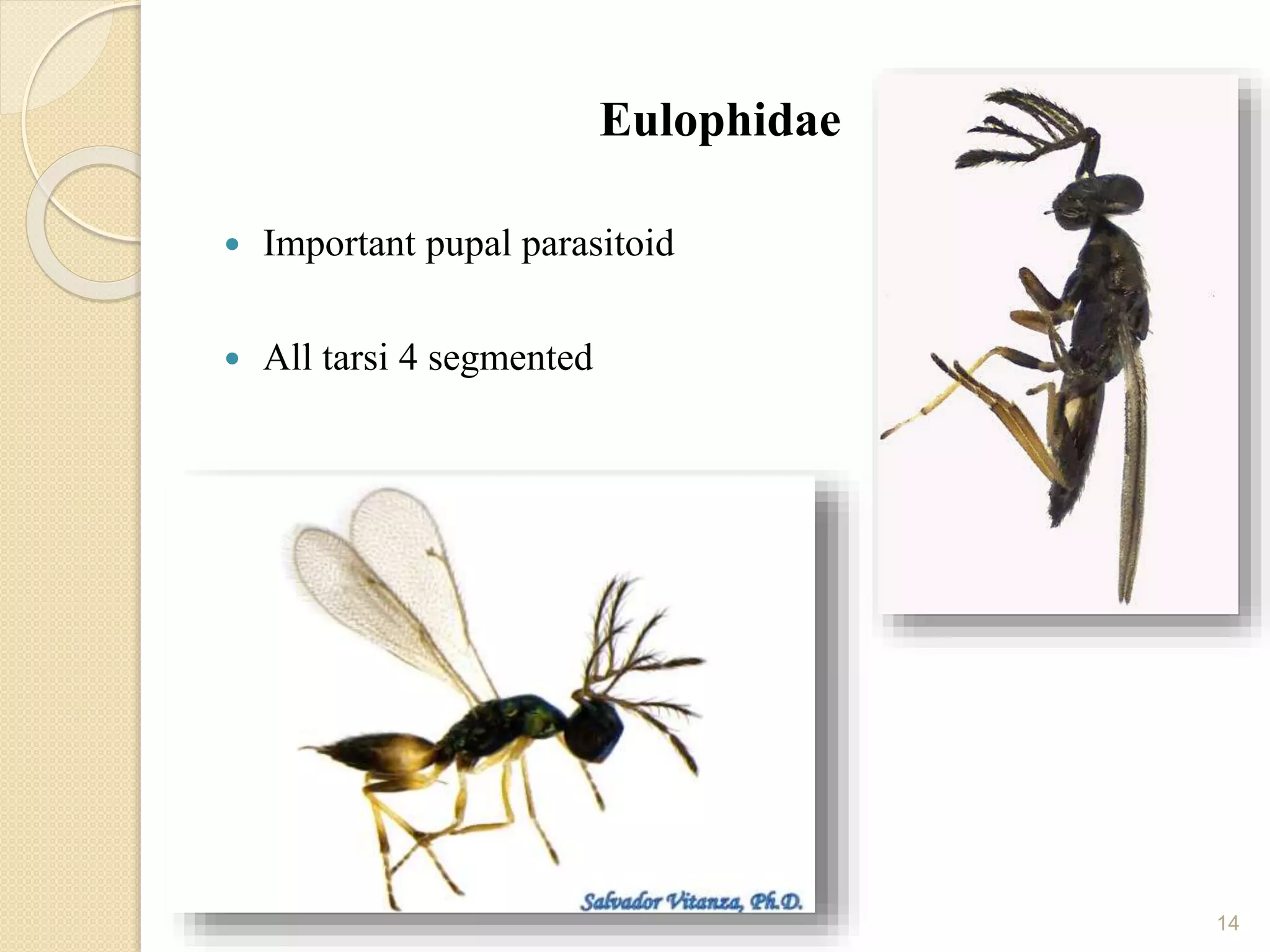 Identification of parasitoids ppt- ENTOMOLOGY | PPTX