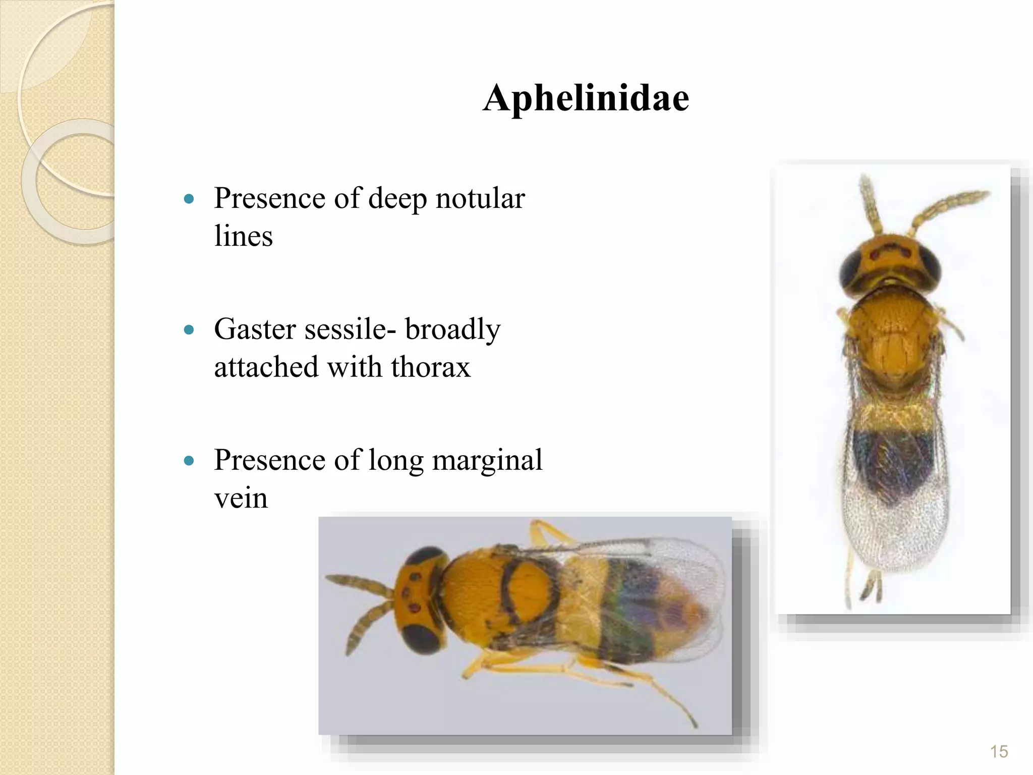 Identification of parasitoids ppt- ENTOMOLOGY | PPTX | Biological ...