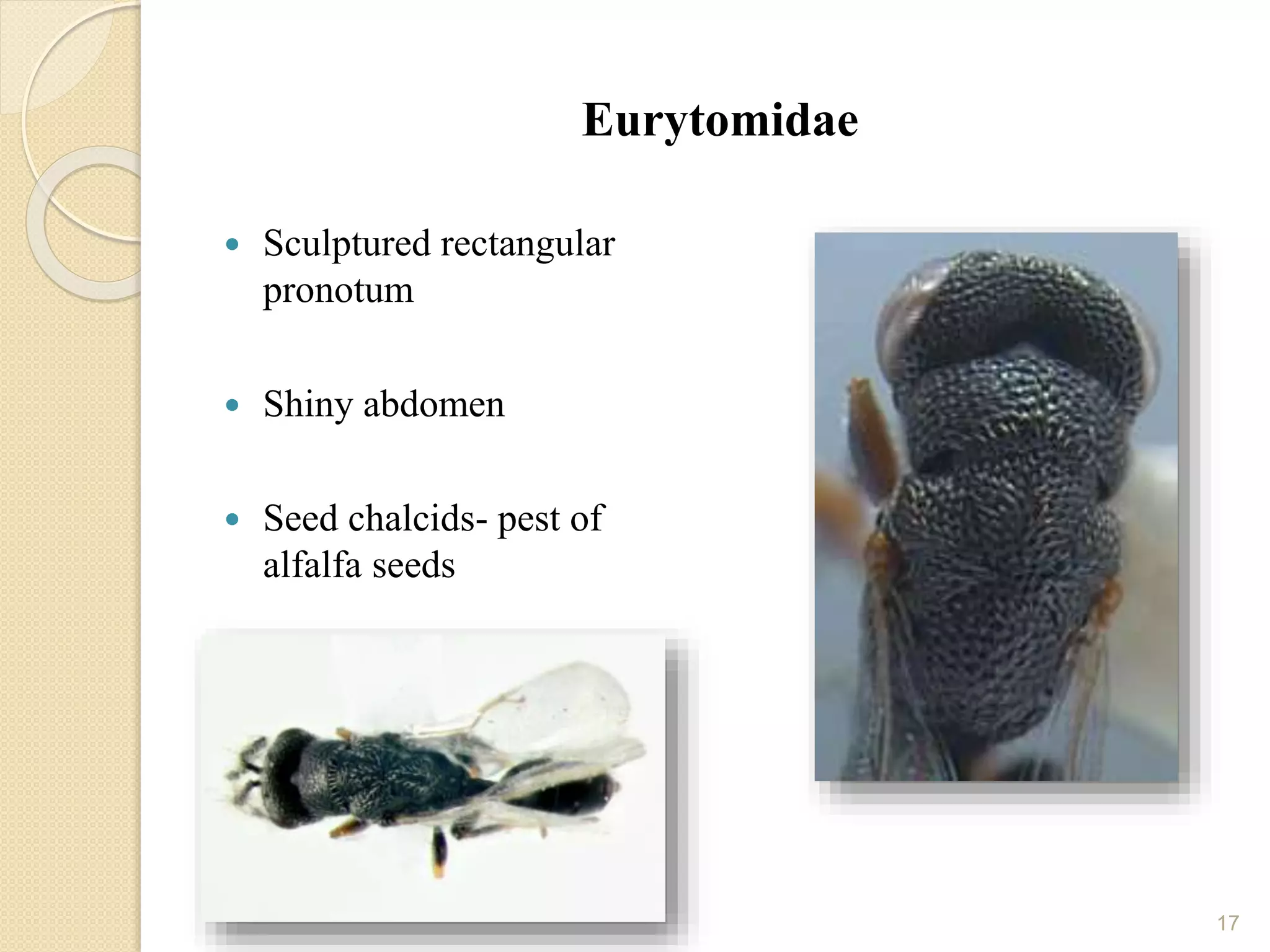 Identification of parasitoids ppt- ENTOMOLOGY | PPTX