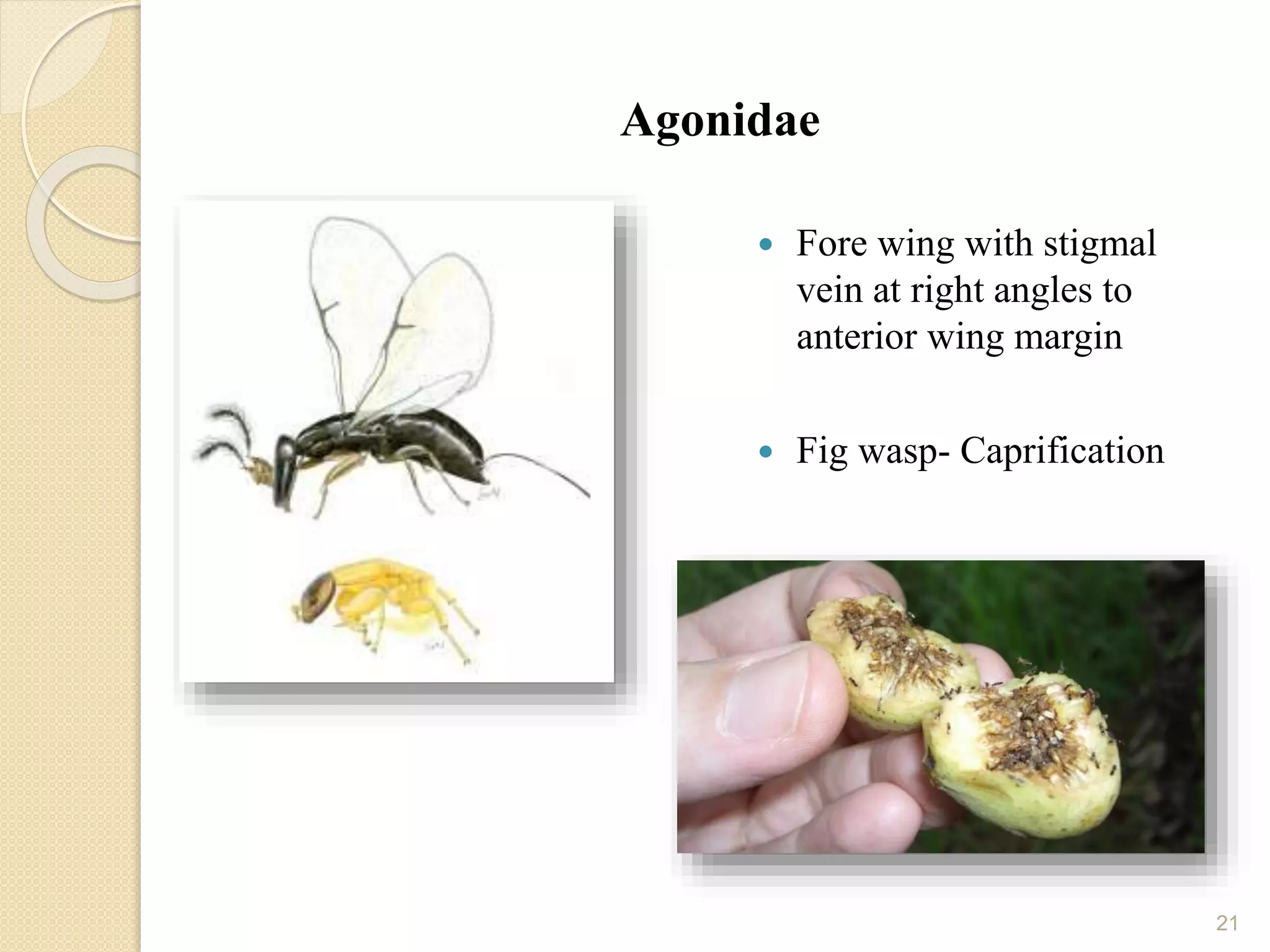 Identification of parasitoids ppt- ENTOMOLOGY | PPTX
