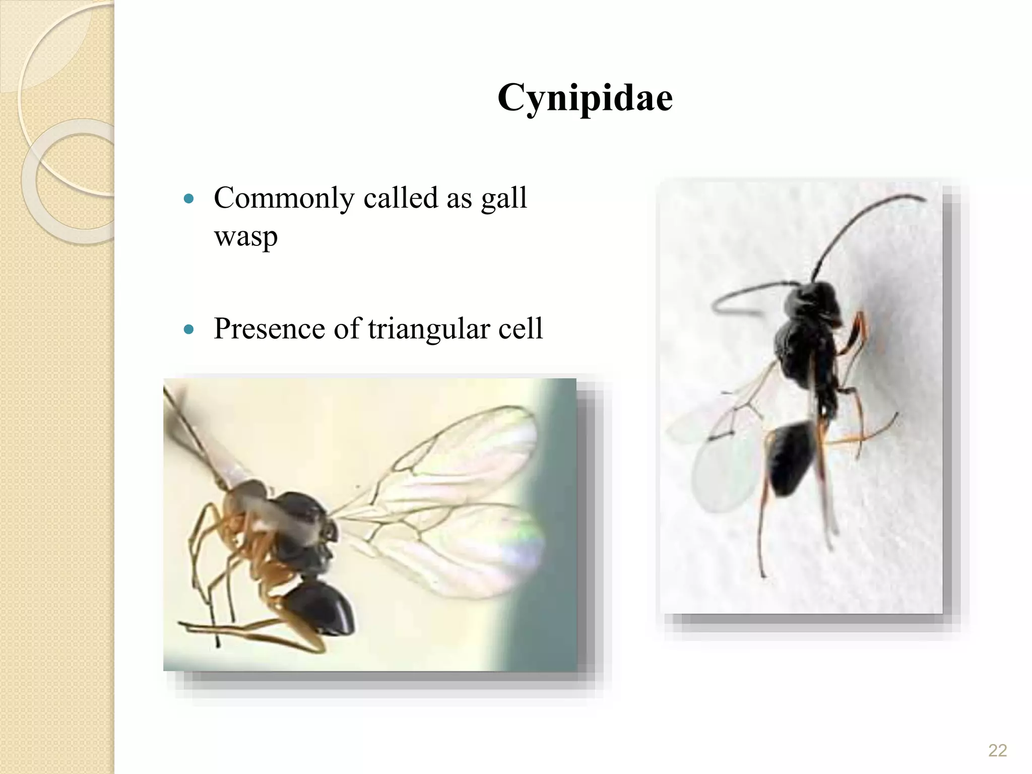 Identification of parasitoids ppt- ENTOMOLOGY | PPTX