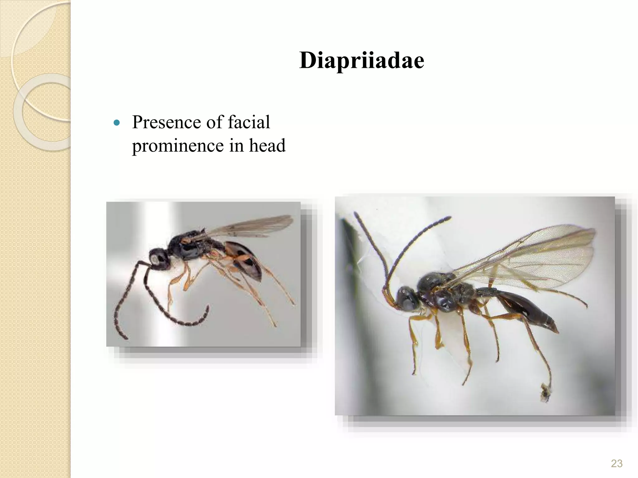 Identification of parasitoids ppt- ENTOMOLOGY | PPTX