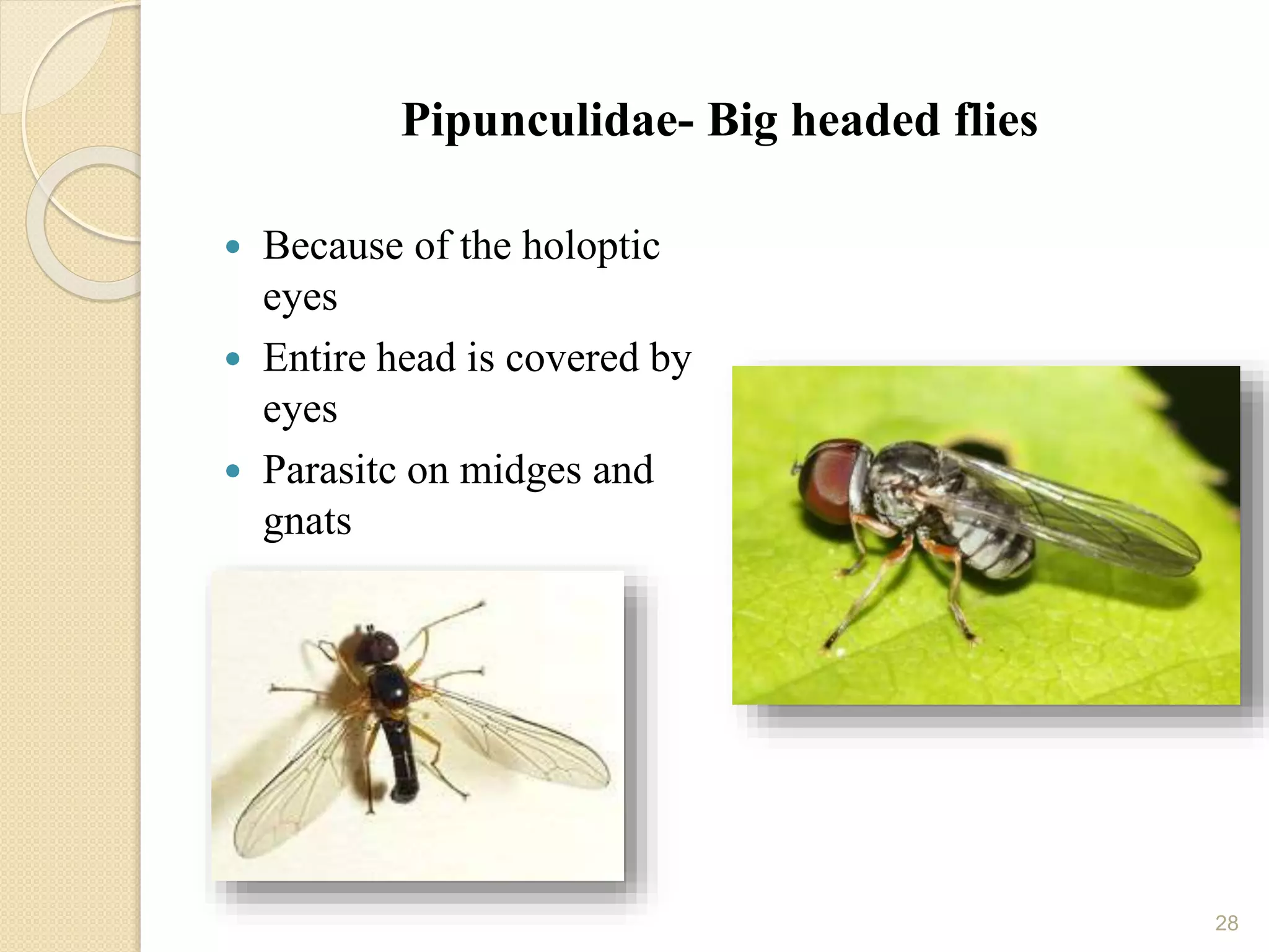 Identification of parasitoids ppt- ENTOMOLOGY | PPTX