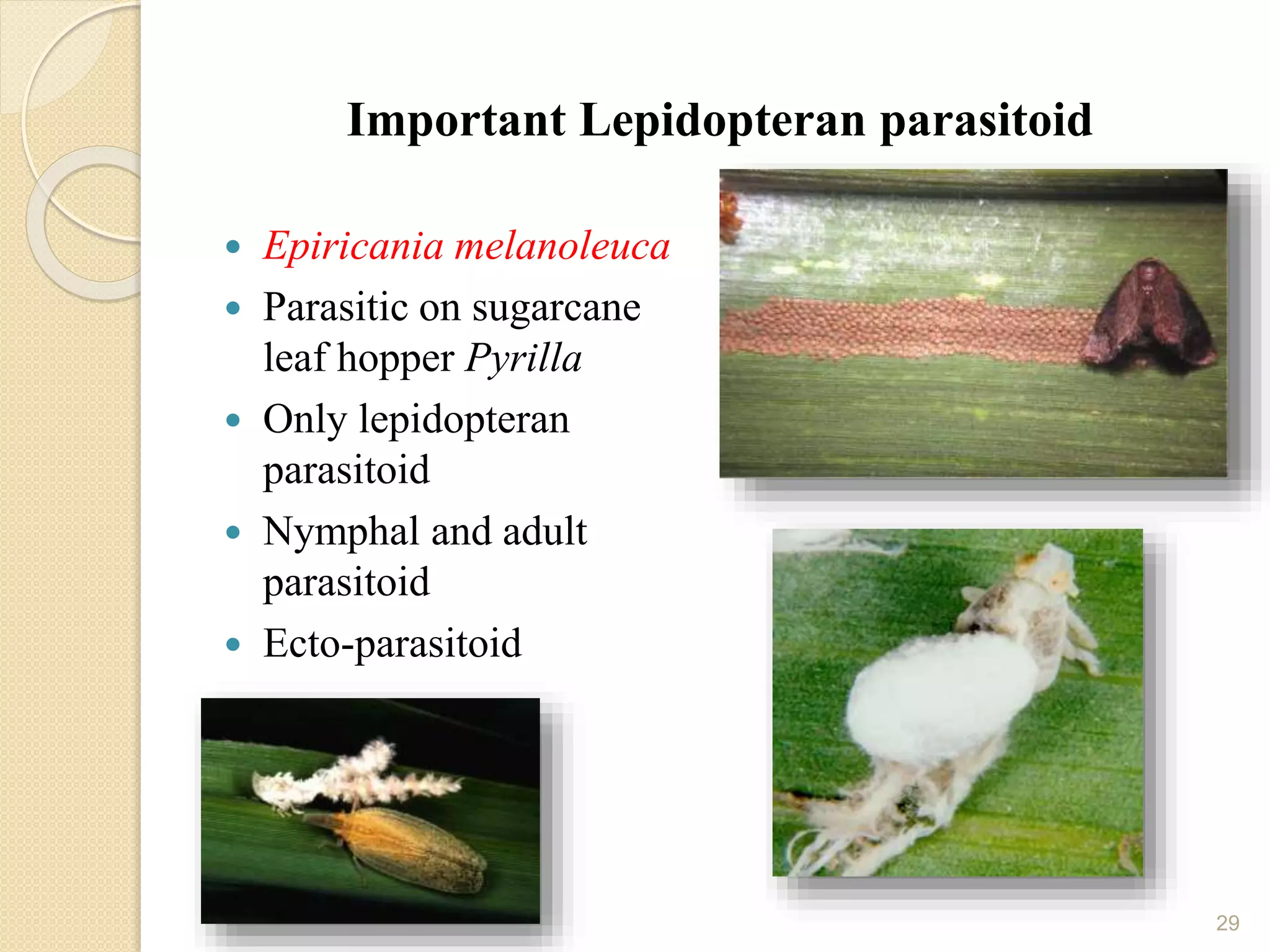 Identification of parasitoids ppt- ENTOMOLOGY | PPTX