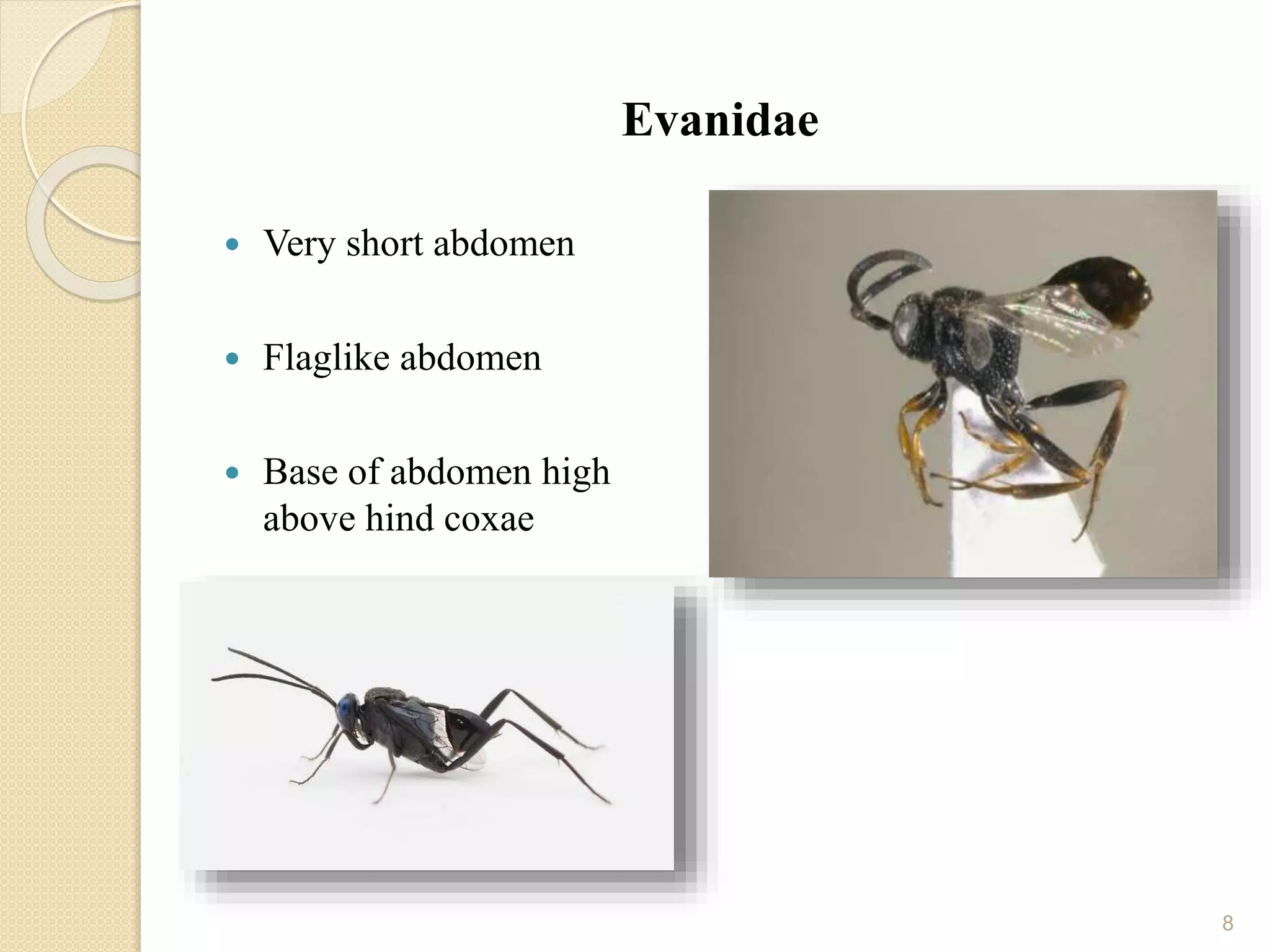 Identification of parasitoids ppt- ENTOMOLOGY | PPTX