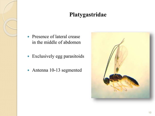Identification of parasitoids ppt- ENTOMOLOGY | PPTX | Biological Sciences | Science