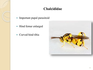 Identification of parasitoids ppt- ENTOMOLOGY | PPTX