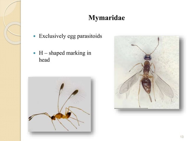 Identification of parasitoids ppt- ENTOMOLOGY | PPTX | Biological Sciences | Science