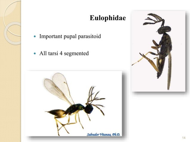 Identification of parasitoids ppt- ENTOMOLOGY | PPTX | Biological ...