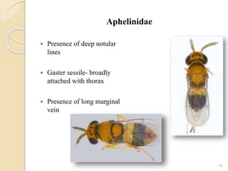 Identification of parasitoids ppt- ENTOMOLOGY | PPTX