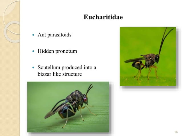 Identification of parasitoids ppt- ENTOMOLOGY | PPTX | Biological Sciences | Science