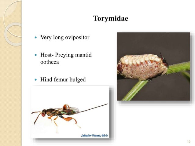 Identification of parasitoids ppt- ENTOMOLOGY | PPTX | Biological Sciences | Science