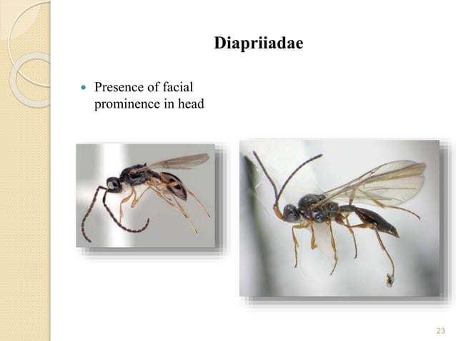 Identification of parasitoids ppt- ENTOMOLOGY | PPT