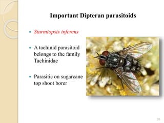 Identification of parasitoids ppt- ENTOMOLOGY | PPTX