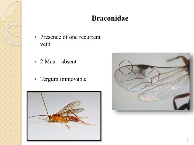 Identification of parasitoids ppt- ENTOMOLOGY | PPTX | Biological Sciences | Science