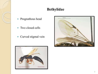Identification of parasitoids ppt- ENTOMOLOGY | PPTX